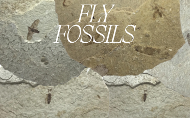 Fly Fossils | Fossil Information, Properties – Rare Earth Gallery