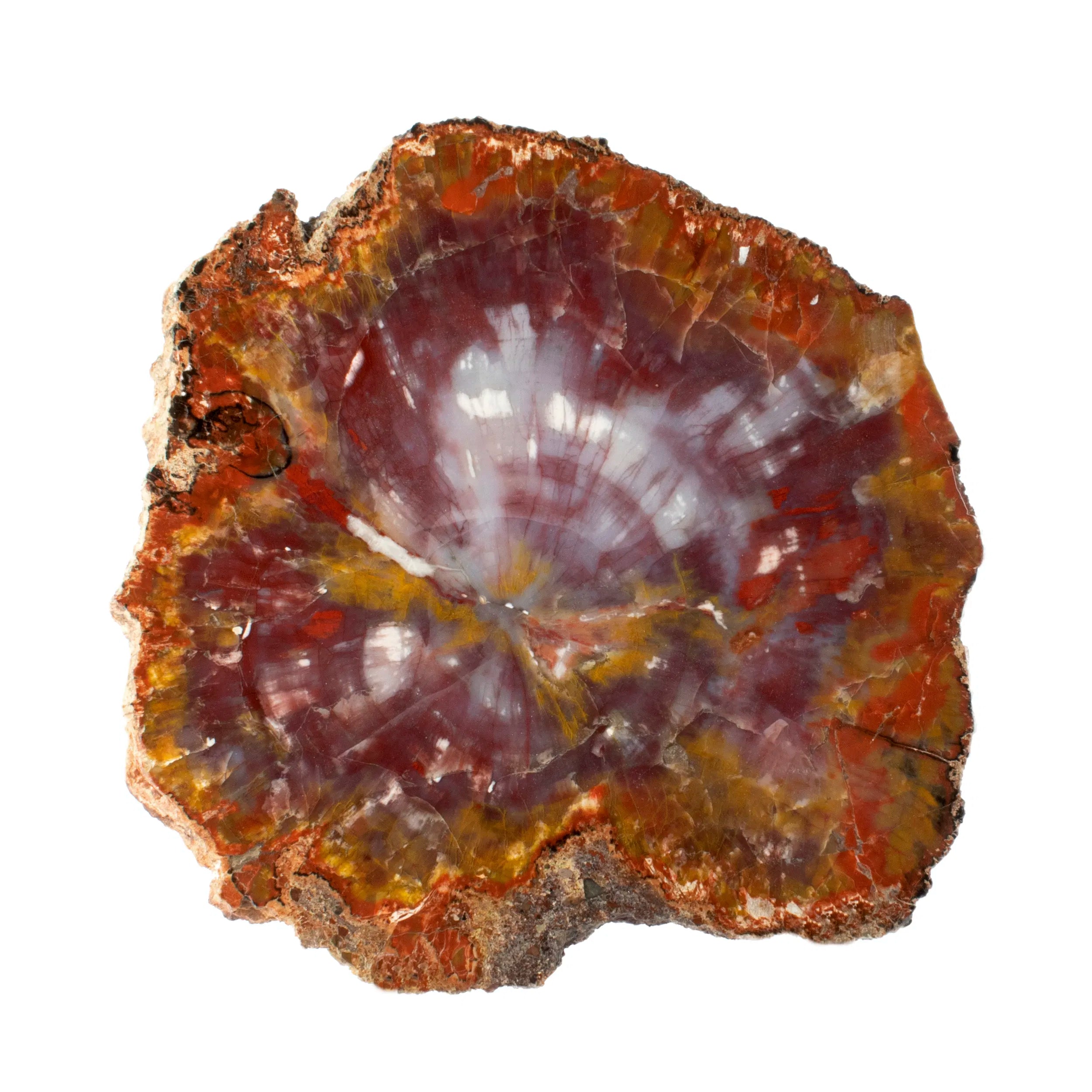 Arizona Petrified Wood - Rare Earth Gallery