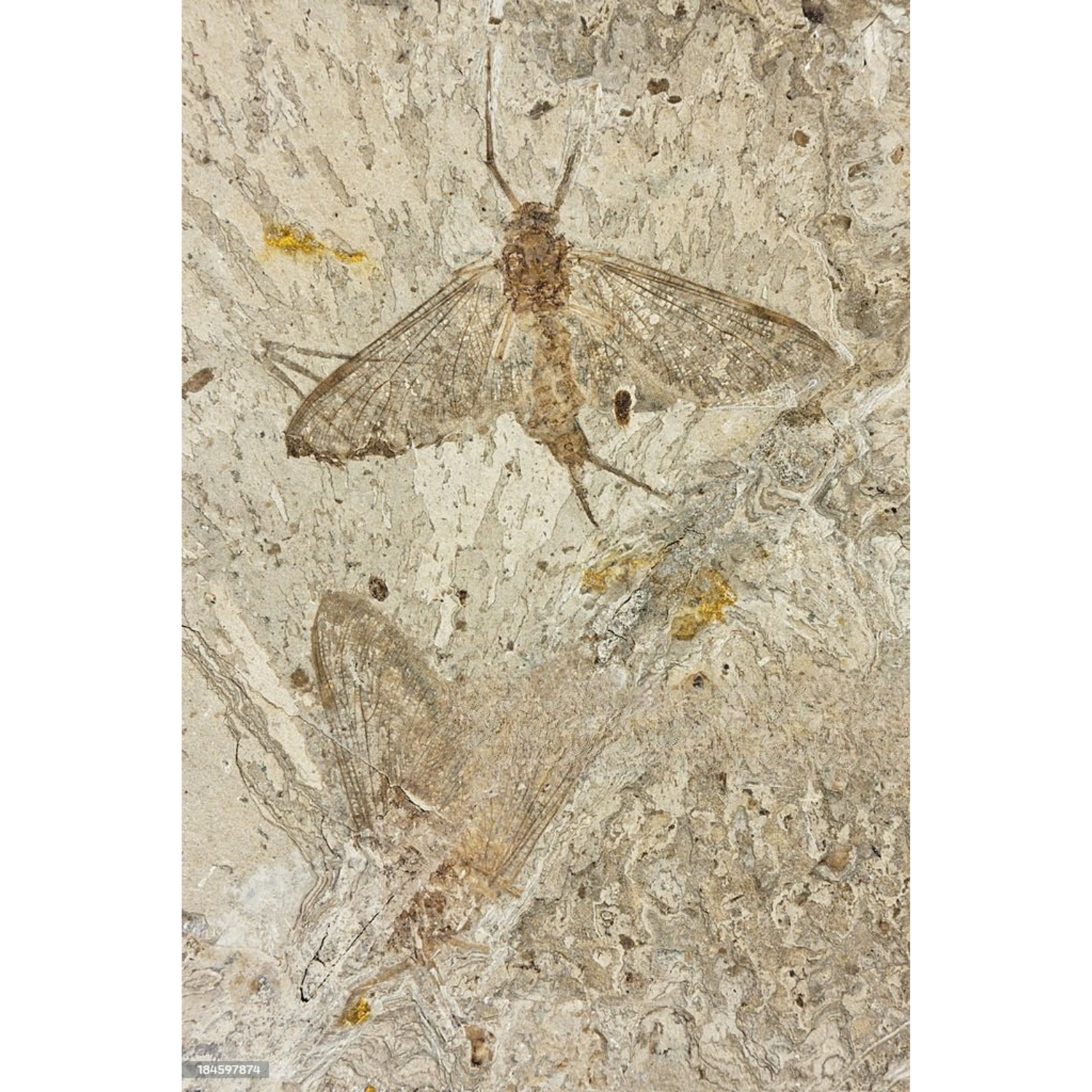Authentic Fly Fossils - Rare Earth Gallery