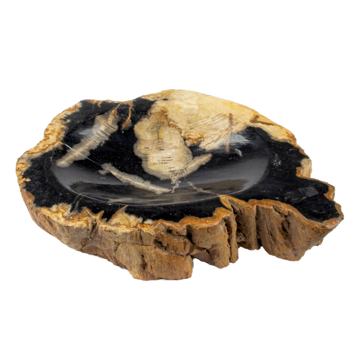 Indonesian Petrified Wood – Rare Earth Gallery