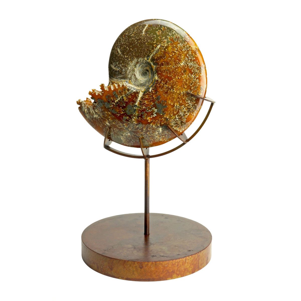 Whole Ammonite Fossil With Suture End Chamber On Custom Boomerang ...