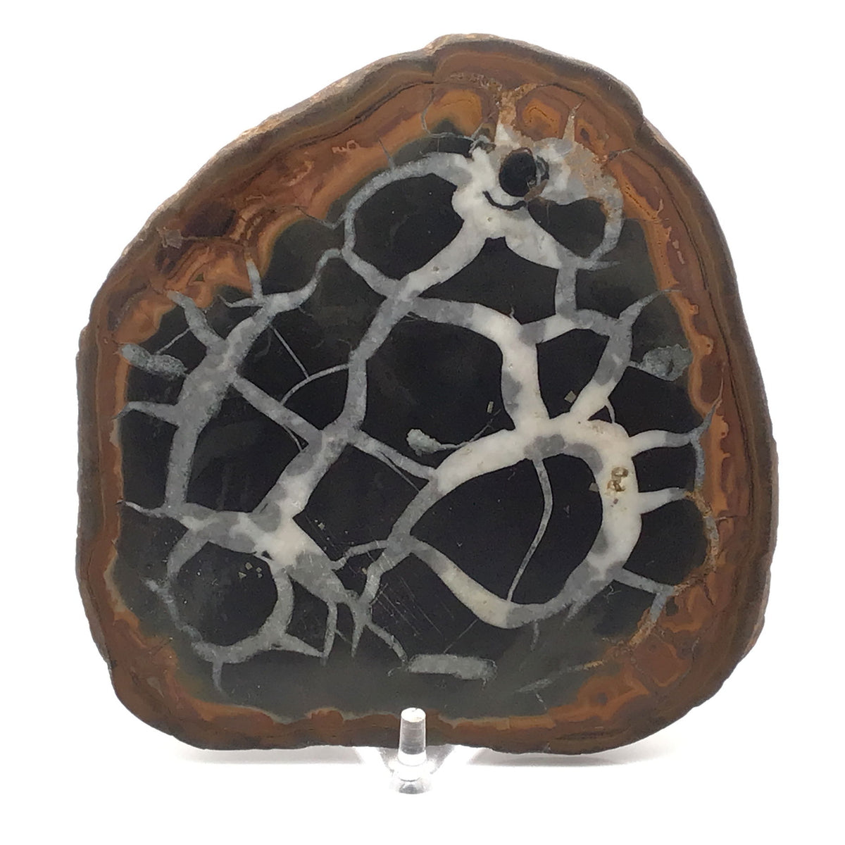 Septarian Nodule Slice On Lucite Stand – Rare Earth Gallery