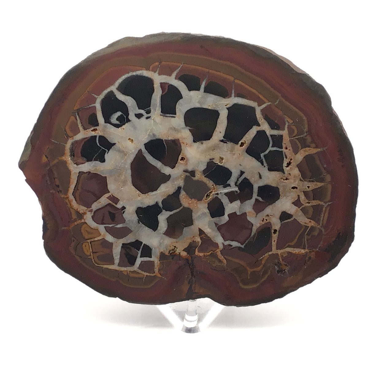 Septarian Nodule Slice On Lucite Stand – Rare Earth Gallery
