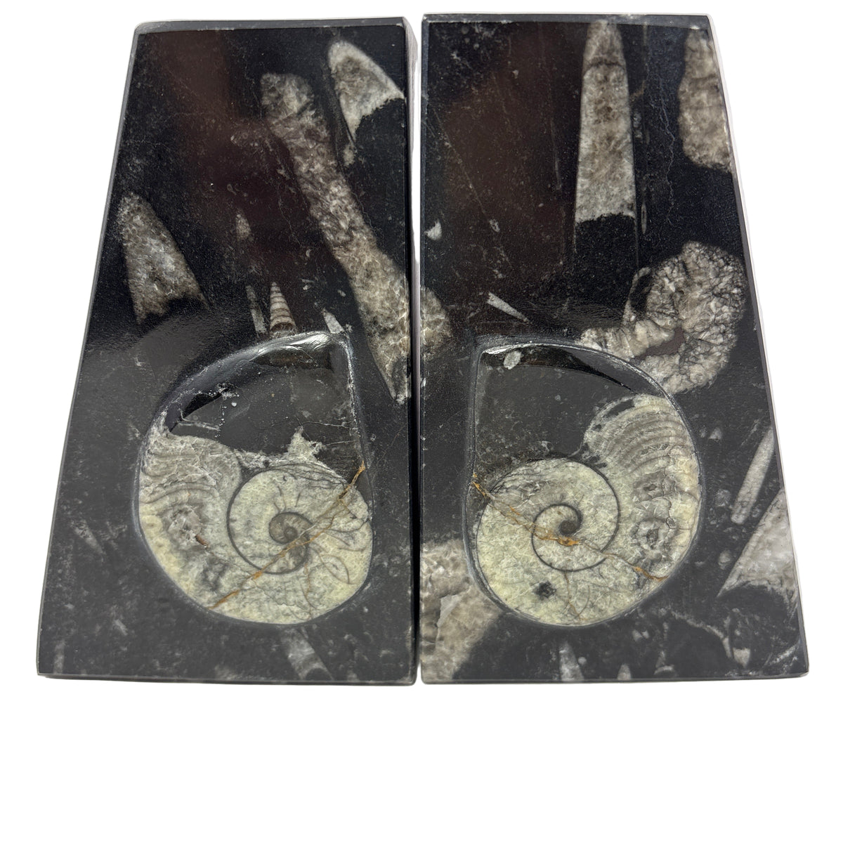 Ammonite and Orthoceras Fossil Bookends in Black Seabed - Trapezoid ...