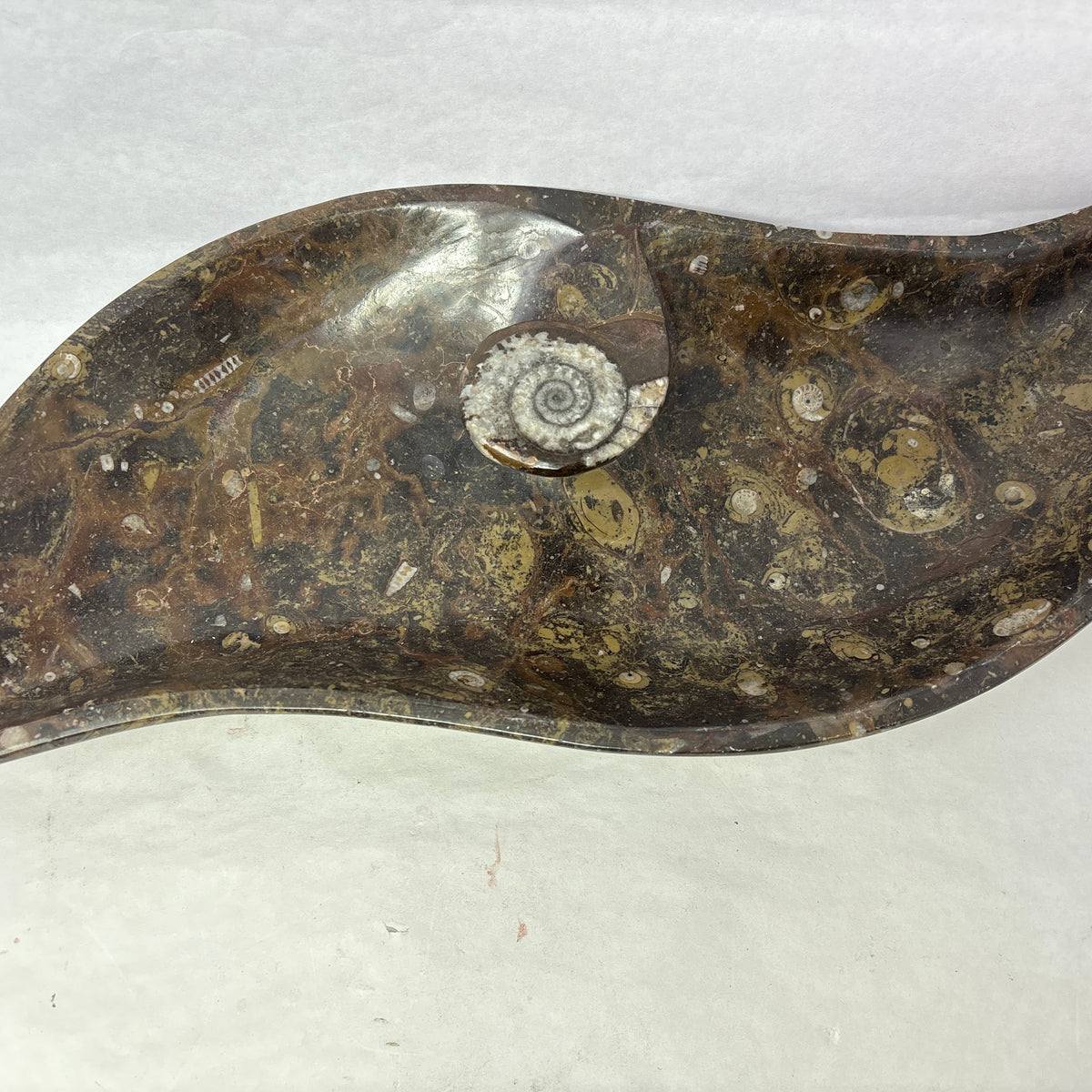 S-Shaped Ammonite & Orthoceras Fossil Bowl in Brown Seabed with Ammoni ...