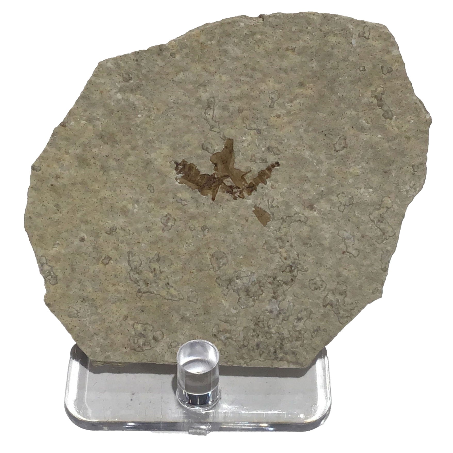 Diperta Fly Fossil From Wyoming - Rare Earth Gallery